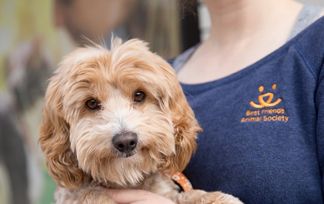 Sonesta Teams Up with Best Friends Animal Society to Support Saving ...