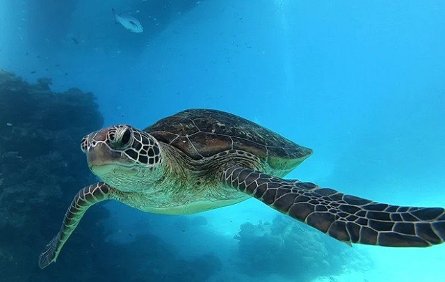 Amilla Maldives Teams Up with Olive Ridley Project to Protect Turtles ...
