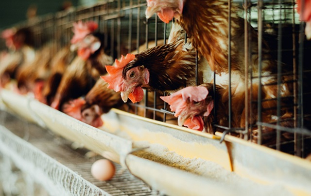 New Report Reveals Travel Companies Falling Behind Competitors on Cage ...